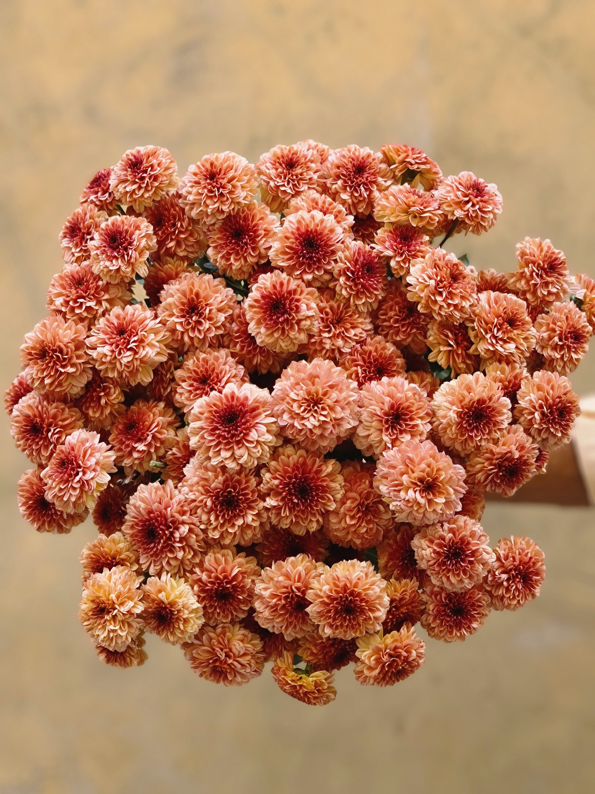 All Flowers and Plants – Singapore Flower