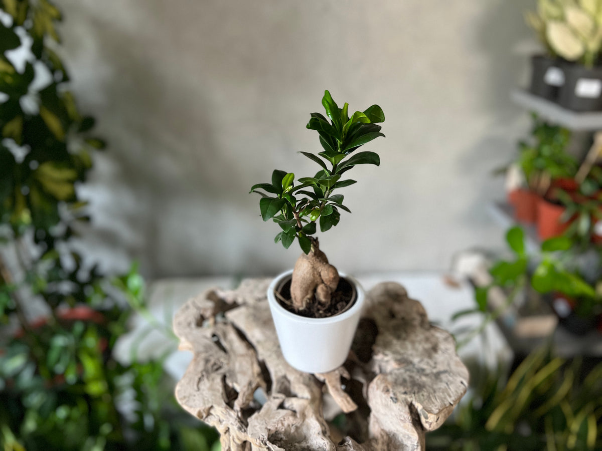 Mini Ficus Ginseng (Bonsai) – Singapore Flower